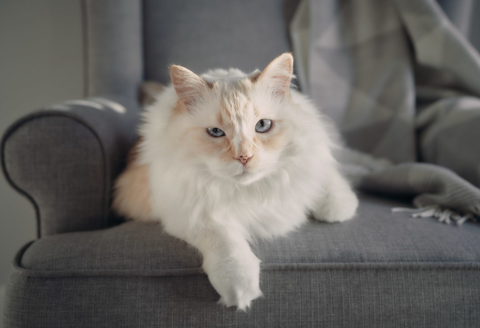 12 Round Face Cat Breeds (With Info & Pictures) | Hepper Pet Resources