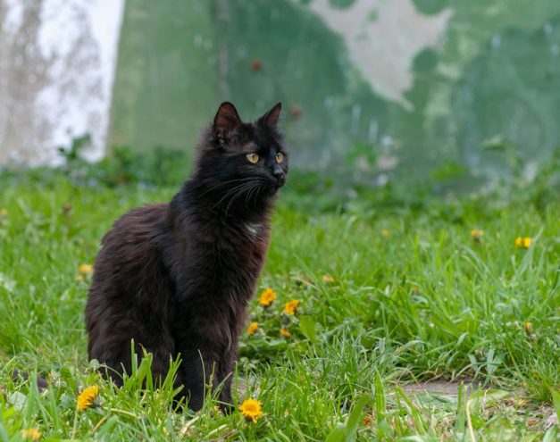 9 Brown Cat Breeds (With Info & Pictures) | Hepper Pet Resources
