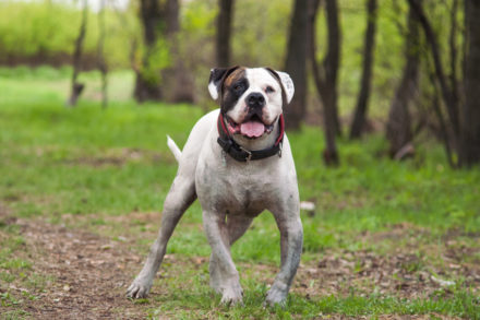 11 Bully Dog Breeds: Info, Pictures, Facts & History | Hepper Pet Resources