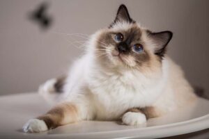 9 Birman Cat Colors (With Info & Pictures) | Hepper Pet Resources