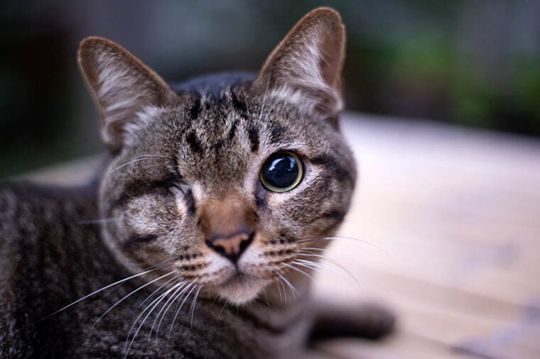 150+ One-Eyed Cat Names: Our Top Picks For Your Adorable & Tough Cat ...