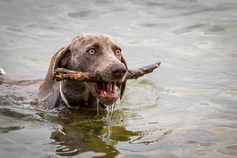 Dog Eating Sticks: Vet Reviewed Reasons of this Behavior, Risks & Care ...