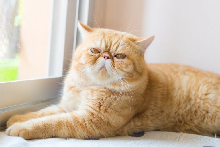 12 Ugly Cat Breeds (That We Still Love): Info, Pictures, Traits, & More ...