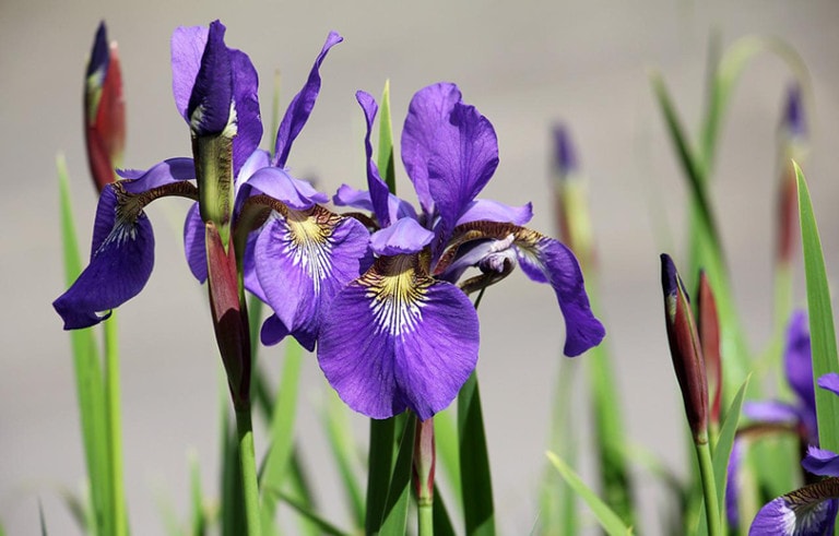 Are Irises Poisonous to Cats? Vet-Verified Facts, Risks & Tips | Hepper ...
