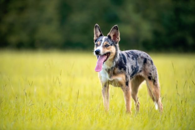 19 Most Popular Dog Breeds In Australia (2026 Update) | Hepper Pet ...
