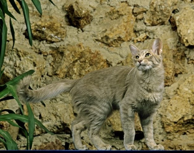 8 Cat Breeds With Pointy Ears: Info, Pictures & Facts | Hepper Pet ...