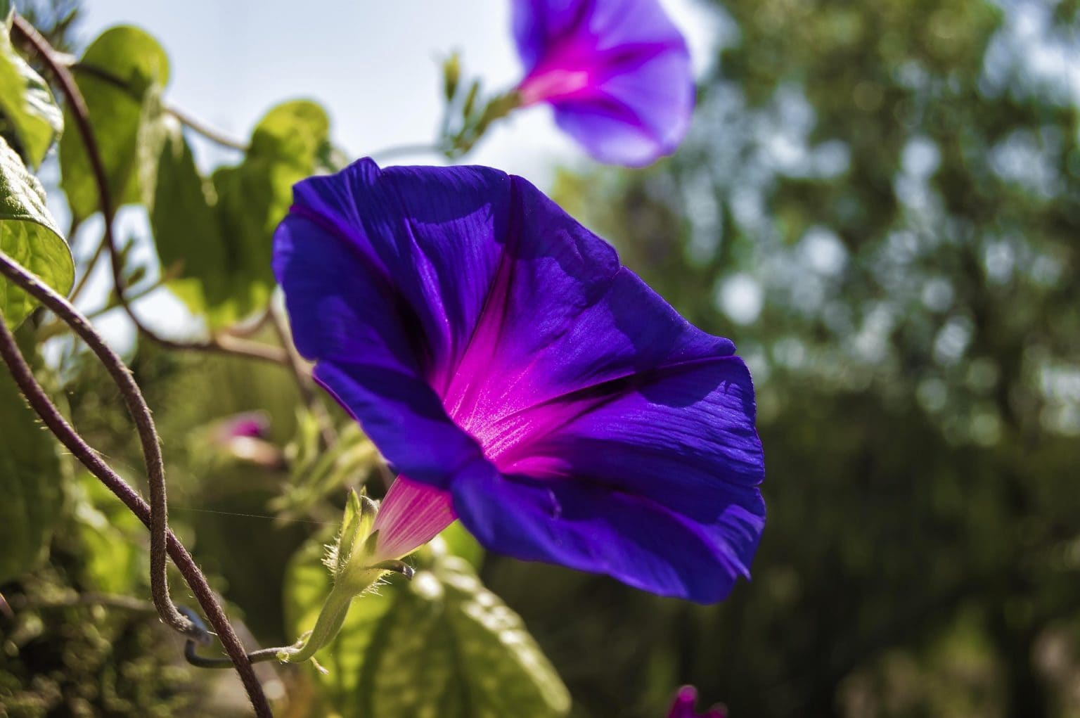 Are Morning Glories Poisonous To Cats