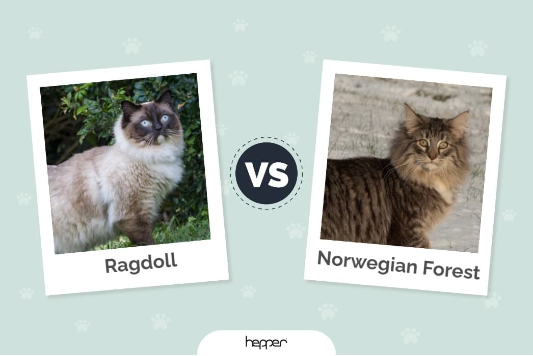 Himalayan vs. Ragdoll Cat: Main Differences (With Pictures) | Hepper ...