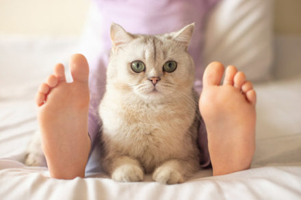 Why Does My Cat Bite My Feet? 6 Possible Reasons | Hepper Pet Resources