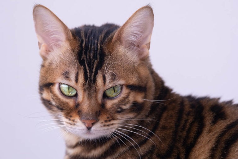 21 Cat Breeds That Like Water (With Info & Pictures) | Hepper Pet Resources