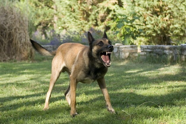 Belgian Malinois Breed Info: Pictures, Puppies & Facts | Hepper Pet ...