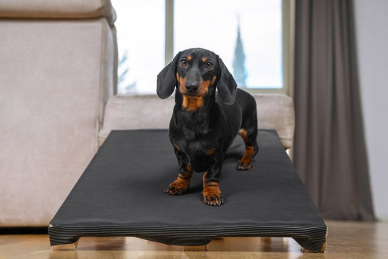 10 Most Popular Dog Breeds in Florida in 2026 (With Info & Pictures ...