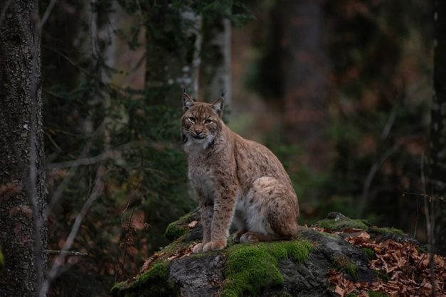How to Tell if Your Cat Is Mixed With a Bobcat (With Pictures) | Hepper ...