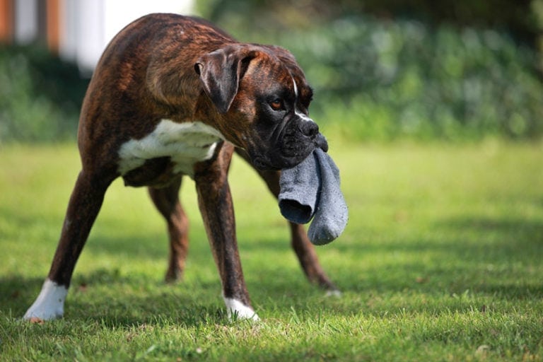 My Dog Ate a Sock: Our Vet Explains What to Do | Hepper Pet Resources