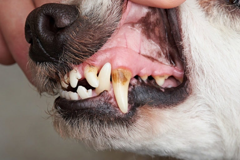 How Much Do Dog Teeth Implants Cost? 2026 Update | Hepper Pet Resources