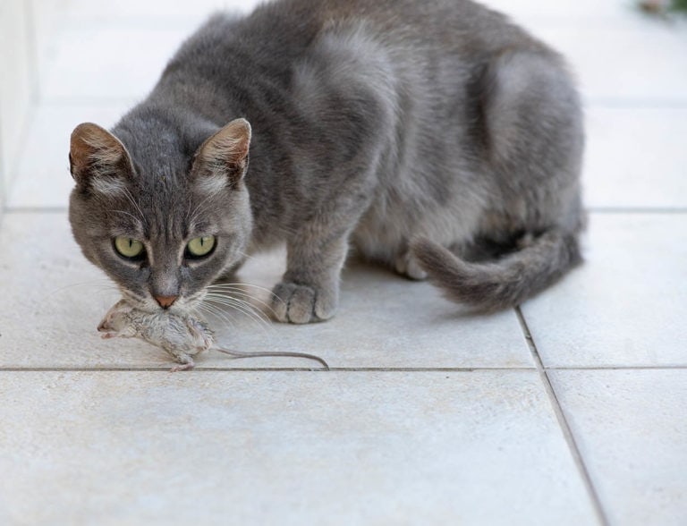 Are Cats Good at Catching Rats? Feline Hunting Behavior Explained ...