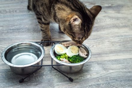 Can Cats Eat Green Beans? Vet Approved Facts & FAQ | Hepper Pet Resources