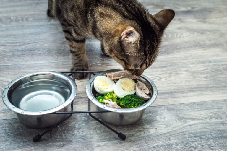 How Long Will It Take a Cat to Digest Food? Vet-Approved Facts | Hepper ...