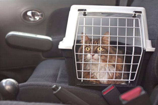 15 Essentials for Road Tripping with a Cat: 2026 Vet-Approved Guide ...