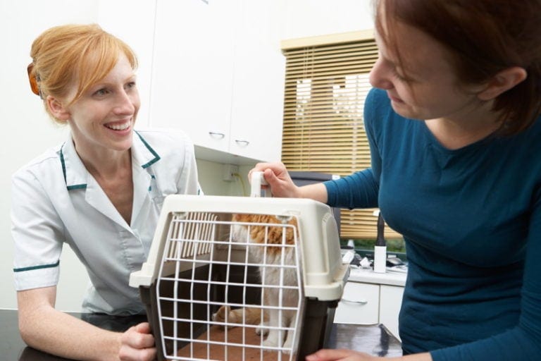 How Do Vets Handle Aggressive Cats: Our Vet Answers | Hepper Pet Resources