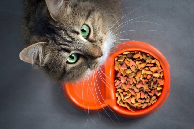 What to Feed Stray Cats: 6 Options & How to Do It | Hepper Pet Resources