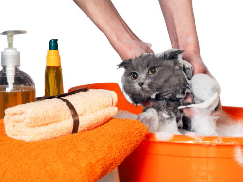 9 Best Kitten Shampoos - 2026 Reviews & Top Picks | Hepper Pet Resources