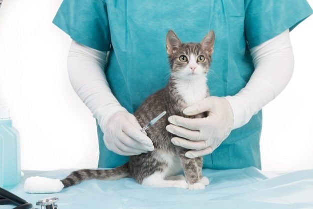 Kitten Vaccine Schedule: Our Vet Explains When & What Shots Are ...