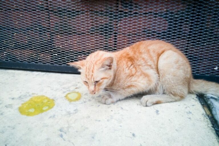 Why Did My Kitten Throw Up? 11 Vet-Reviewed Reasons | Hepper Pet Resources
