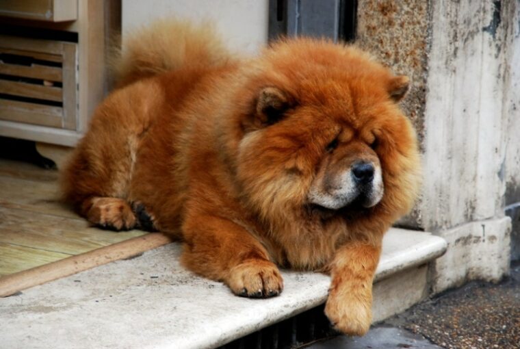 13 Exotic Dog Breeds: Info, Pictures, Traits, & More | Hepper Pet Resources