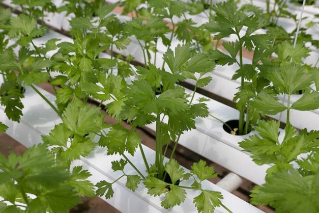 Can Cats Eat Cilantro? Vet-Reviewed Nutrition & Health Facts | Hepper ...