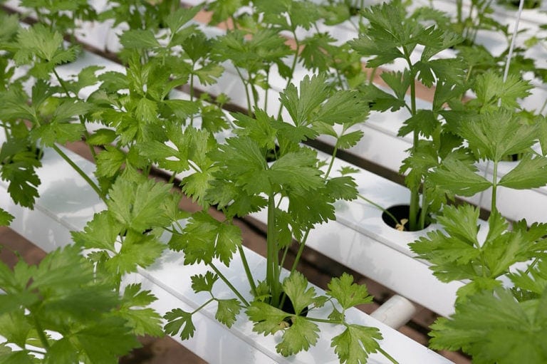 Can Cats Eat Cilantro? Vet-Reviewed Nutrition & Health Facts | Hepper ...