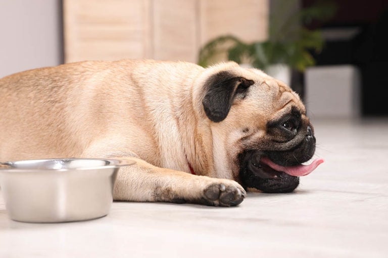 10 Pug Pros And Cons: What To Know Before You Get One | Hepper Pet ...
