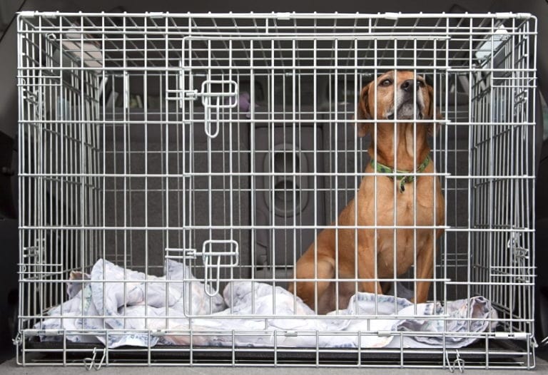 5 Types of Dog Crates & Their Differences (with Pictures) | Hepper Pet ...