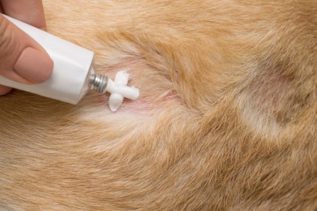 Is Neosporin Safe for Dogs? Vet-Approved Facts & Tips | Hepper Pet ...