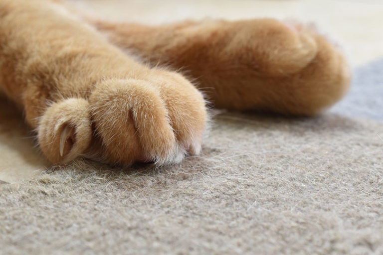 20 Unique & Interesting Facts About Cat Paws (2026 Update) | Hepper Pet ...