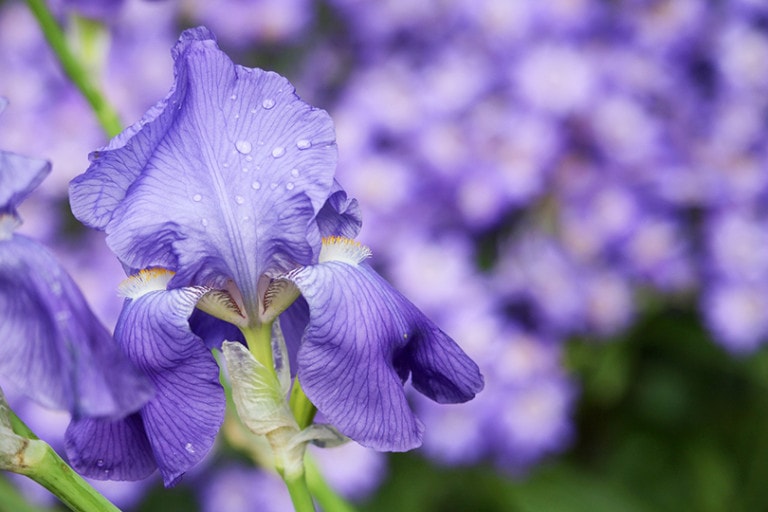 Are Irises Poisonous to Cats? Vet-Verified Facts, Risks & Tips | Hepper ...