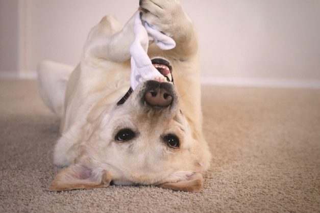 Why Do Bats Look Like Dogs? Are They Genetically Similar? | Hepper Pet ...