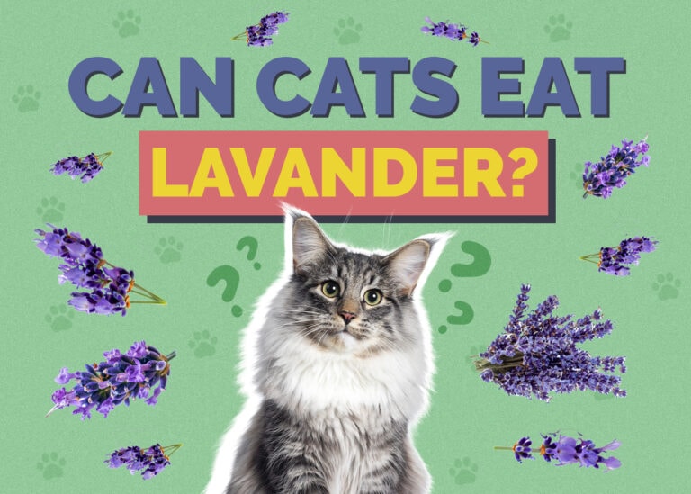 Can Cats Eat Lavender? Vet-Approved Facts & Safety Tips | Hepper Pet ...