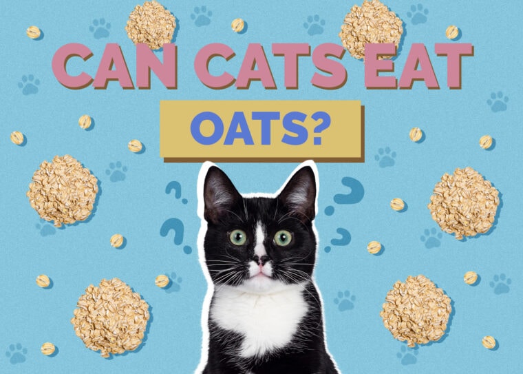 Can Cats Eat Oats? Nutrition Facts & FAQ | Hepper Pet Resources