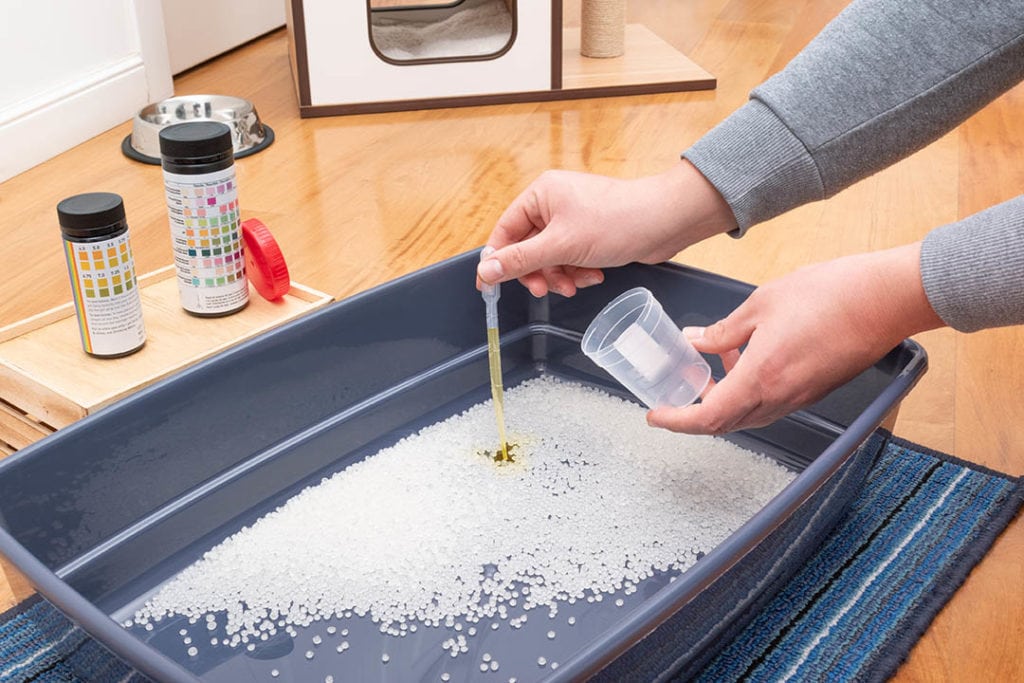 Preventive Care for Cats: A Vet-Approved Healthcare Guide | Hepper Pet ...