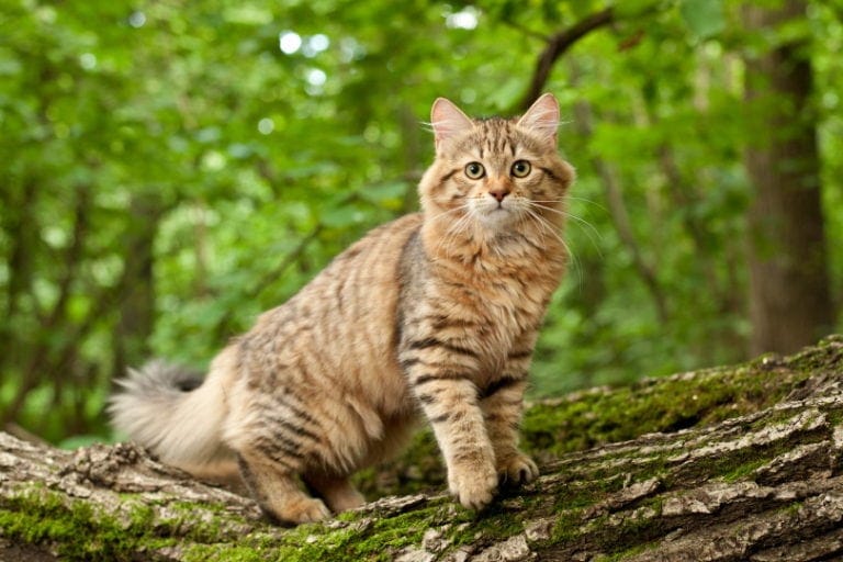 10 European Cat Breeds: Info, Pictures & History | Hepper Pet Resources