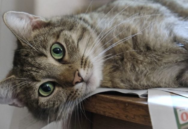 Are Cats Color Blind? Feline Vision Explained (Vet Approved) | Hepper ...