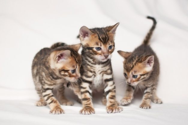 Kitten Development in the First 12 Months: Vet-Verified Feline Growth ...