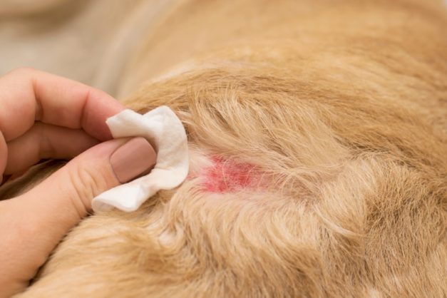 How to Clean a Dog Wound in 8 Vet-Approved Steps (With Pictures ...