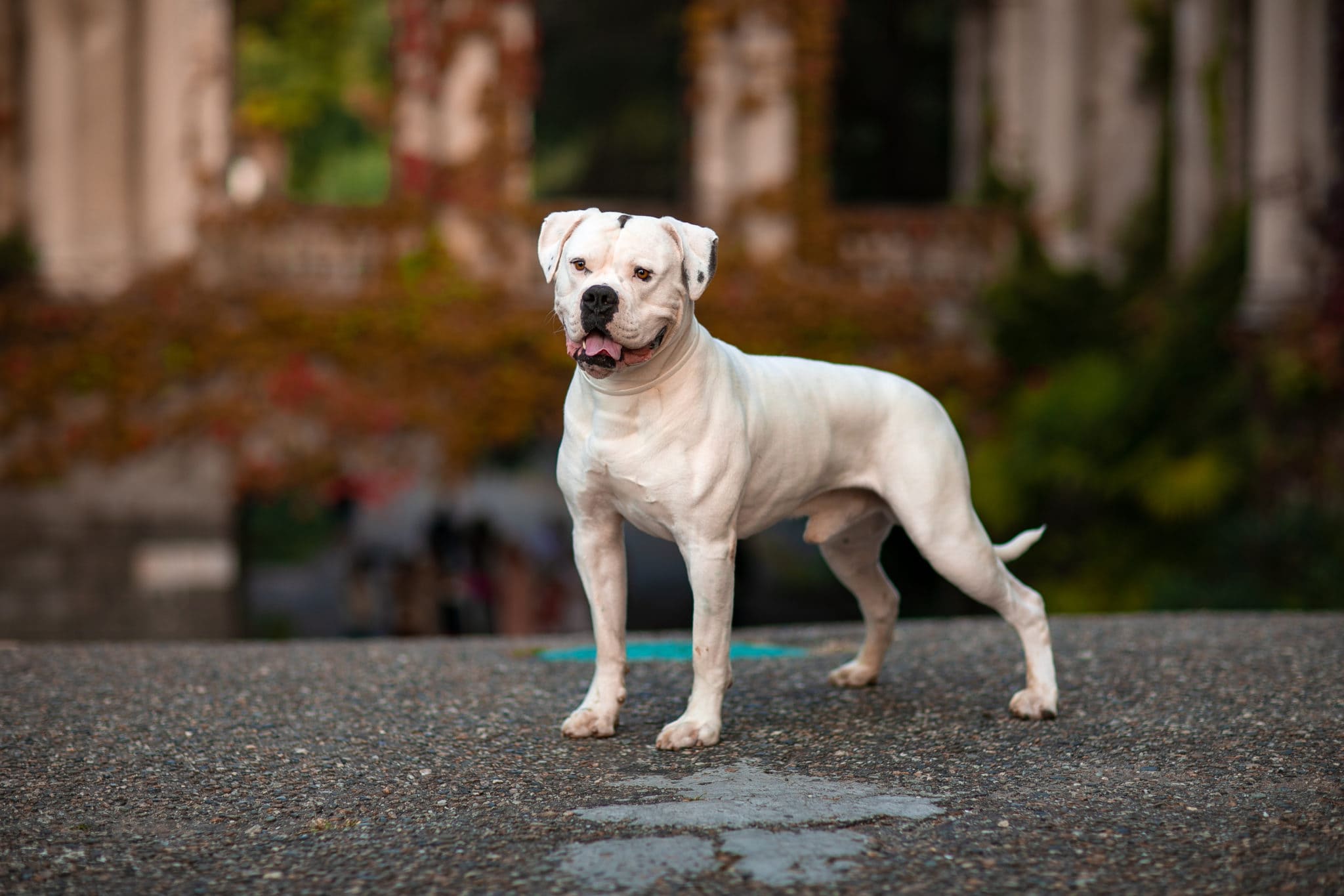 What Were Bulldogs Bred For? History Explained | Hepper Pet Resources