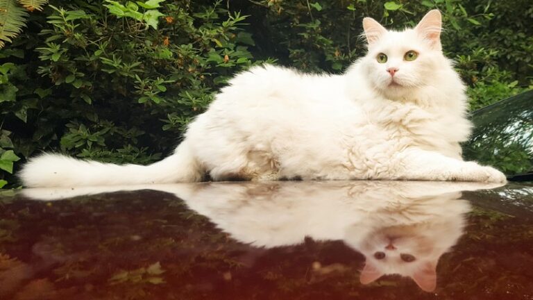 17 Most Beautiful Cat Breeds (With Info & Pictures) | Hepper Pet Resources