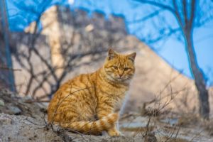 Cat Tail Language: Vet-Approved Guide to What Your Cat Is Telling You ...