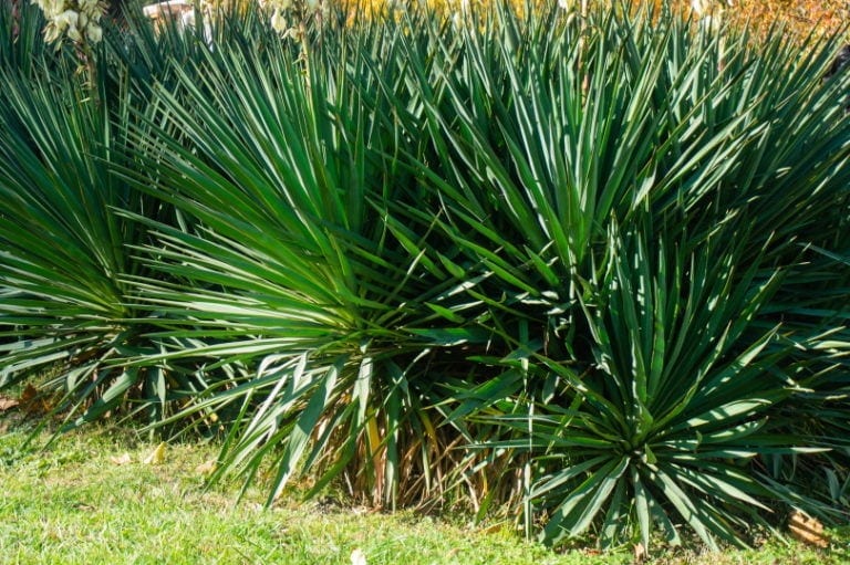 Are Yucca Plants Poisonous To Cats? What You Need to Know | Hepper Pet ...