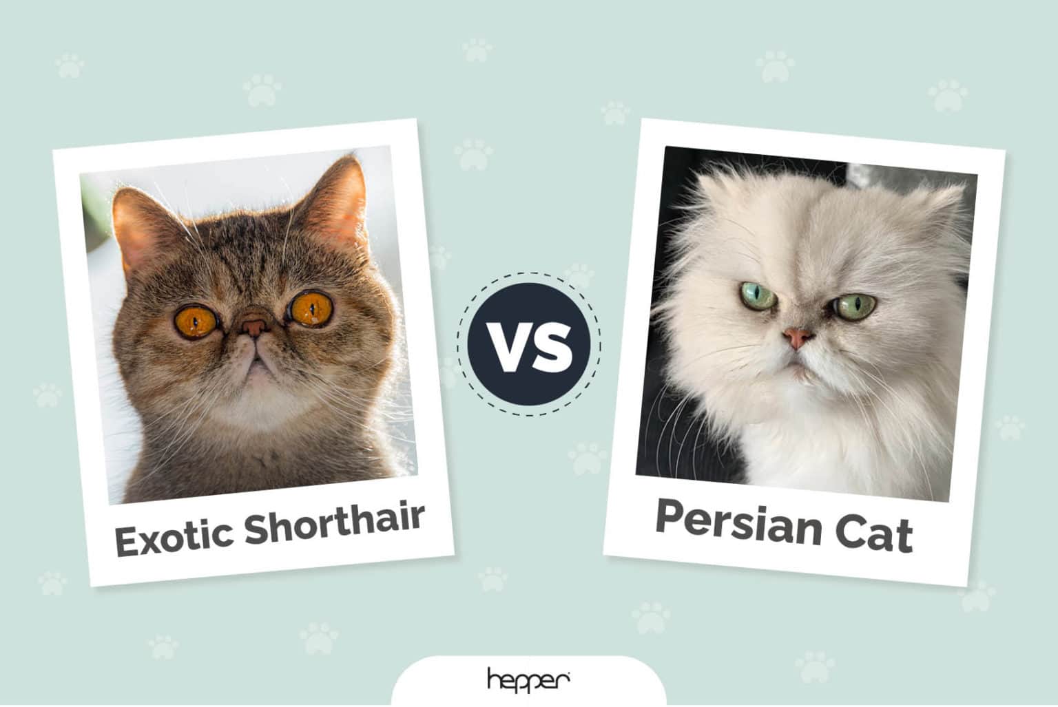 Exotic Shorthair Cat vs Persian Cat: Main Differences (With Pictures ...
