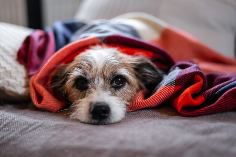 Parvo in Dogs: Signs, Treatment, & Care (Vet Answer) | Hepper Pet Resources